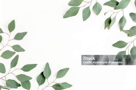 텍스트를 위한 빈 공간이 있는 흰색 배경에 분리된 녹색 잎 유칼립투스 포퓰러스로 만든 프레임 플랫 레이 상단 보기 0명에 대한 스톡 사진 및 기타 이미지 Istock