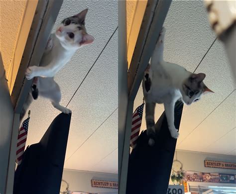 “나는 닌자 혹은 스파이더냥” 고양이가 요즘 맛 들인 놀이 디피펫