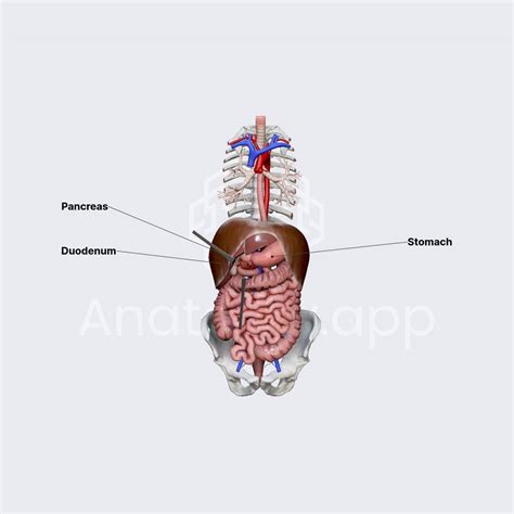 Duodenum Overview Anatomyapp