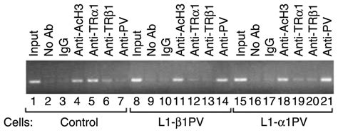 Differential Recruitment Of Trβ1pv And Trα1pv To The Promoter Of The