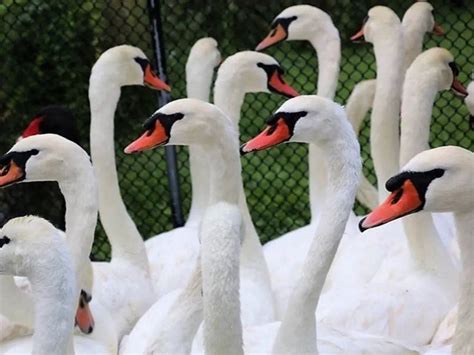 How Queen Elizabeths T Turned Lakeland Into Swan City Lakeland