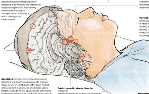Infographic Sleep And The Brain