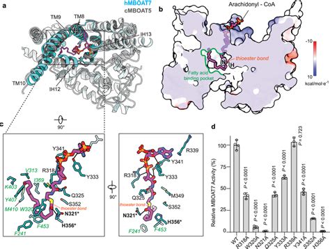 Arachidonyl Coa Accesses The Mboat7 Catalytic Chamber Via A Tunnel From