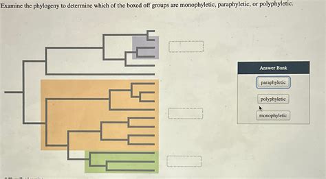 Examine The Phylogeny To Determine Which Of The Boxed