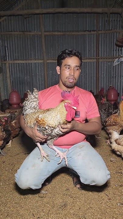 ৬ কেজি ওজনের টাইগার মুরগির খামার 01642071855 Youtube