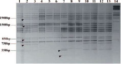 The Banding Pattern From Wheat Sphaerococcum Mutant Forms Generated By Download Scientific
