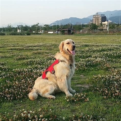 골든리트리버 행운이 소식  Mlbpark