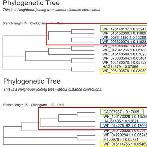 phylogenetic tree obtained from the multiple sequence alignment of
