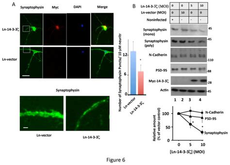 Overexpression Of 14 3 3ζ Downregulates Synaptophysin Protein Level In Download Scientific