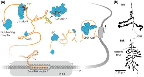 Transcription Regulation Through Nascent Rna Folding Pmc