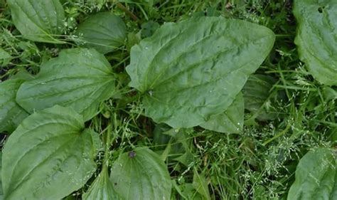 25 Common New York Weeds Easy Identification