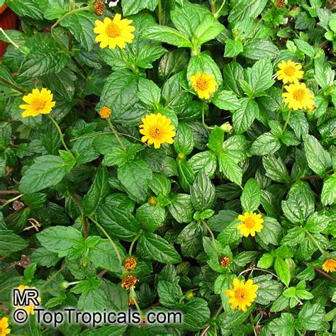 Wedelia Trilobata Wedelia Top Tropicals Plant Encyclopedia