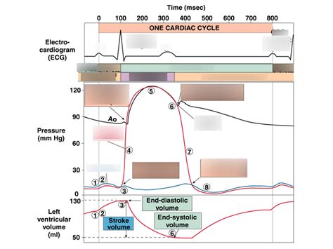 Lecture Exam 1 Diagram Quizlet Lecture Exam 1 Diagram Quizlet