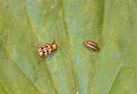 Cucumber Beetles Extension West Virginia University