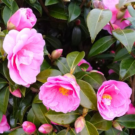 Free Picture Pink Japanese Camellia Camellia Japonica Shrub