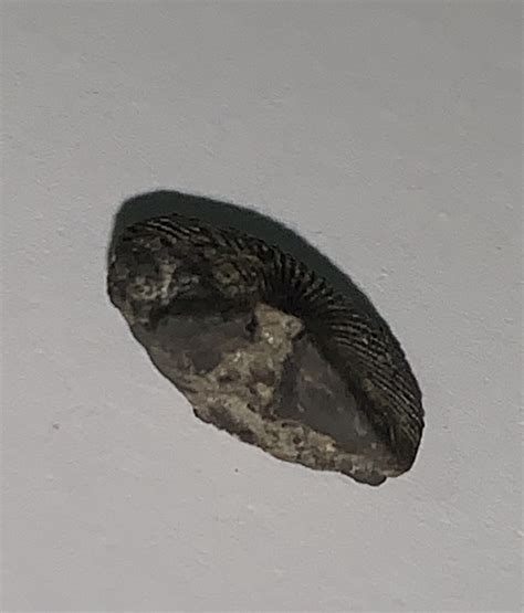 Brachiopod Fossil Id The Fossil Forum