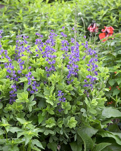 Baptisia Australis Blue False Indigo Bare Roots Buy False Lupine