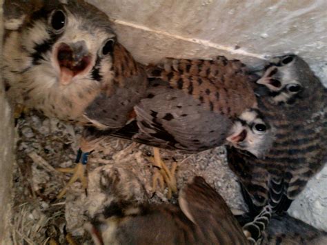 Volunteers Support Habitat For The American Kestrel Friends Of The