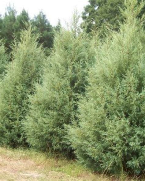 5 Great Fast Growing Oak Trees Dengarden Home And Garden