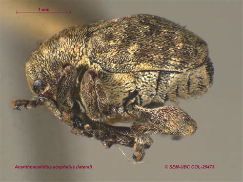 Acanthoscelidius