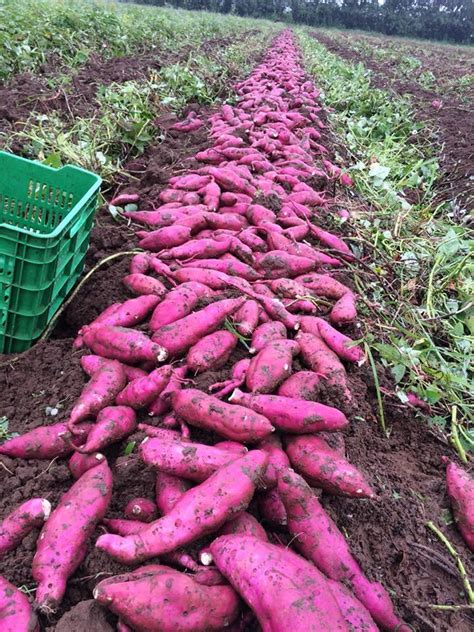 Swet Potato Corporation Seatu Sa