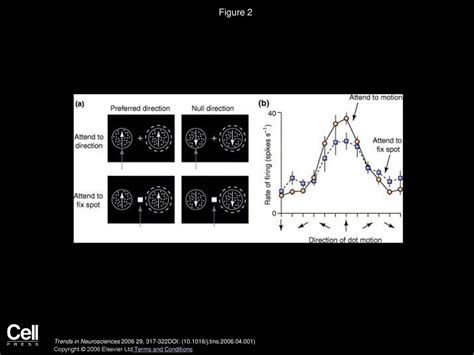 Feature Based Attention In Visual Cortex Ppt Download