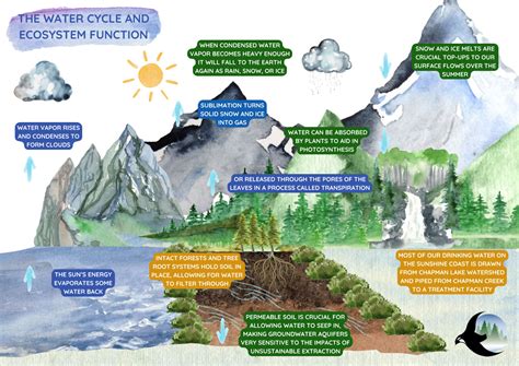 The Water Cycle And Ecosystem Function Sunshine Coast Conservation Association