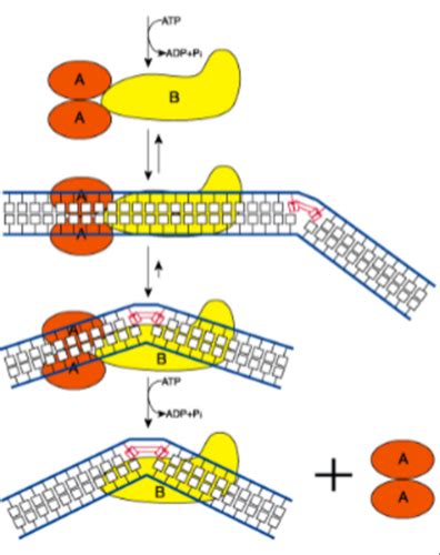 Nucleotide Excision Repair Ner L10 Flashcards Quizlet