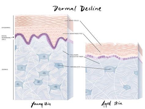Anti Dermal Decline