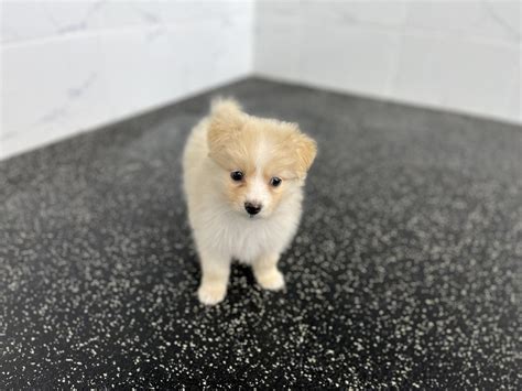 믹스견 종수 말티푸전문무료분양 푸들전문무료분양 먼치킨전문무료분양 랙돌전문무료분양 브리티쉬숏헤어전문무료분양 스코티쉬폴드전문무료분양 러시안블루전문무료분양 강아지전문무료분양