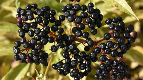 Sambucus Ebulus Cambridge University Botanic Garden