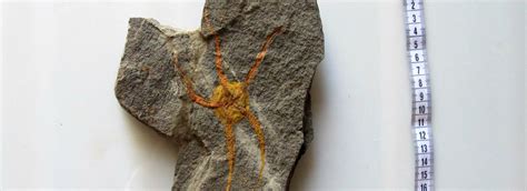 echinoderm fossils for sale selling equinoderms wholesale fossils