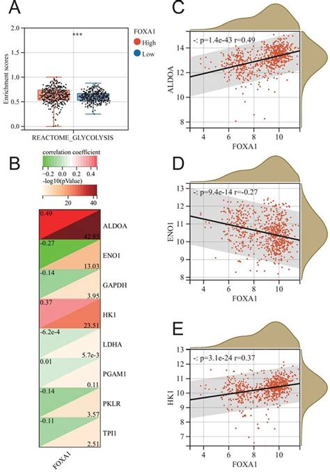 In Silico Analysis Uncovers Foxa1 As A Potential Biomarker For Predicting Neoadjuvant