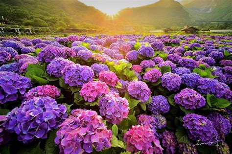 Hydrangea Garden Wallpapers Top Free Hydrangea Garden Backgrounds