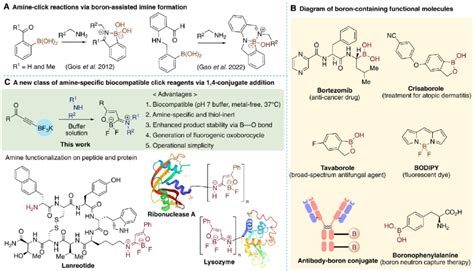 Biocompatible Click Reaction A Amine Click Reactions Via Download Scientific Diagram