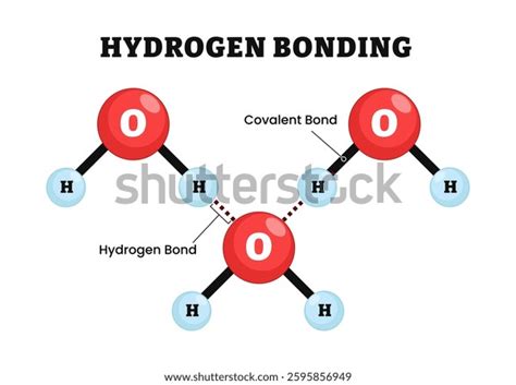 Hydrogen Bonding Chemical H Bond On Water Stock Vector Royalty Free