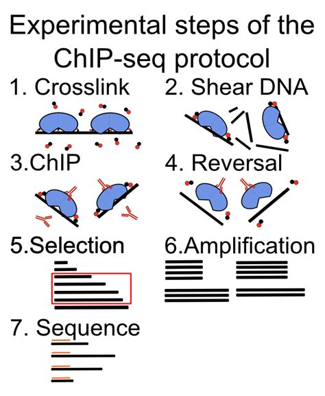 Molecular Biology Chip Sequencing Biology Stack Exchange