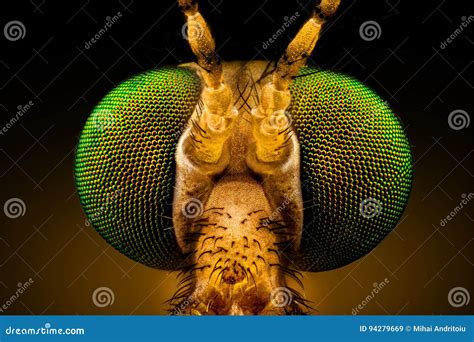 Green Eyed Crane Fly Stock Image Image Of Insect Biology 94279669