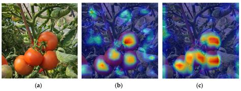 Agronomy Free Full Text Tomato Recognition And Localization Method