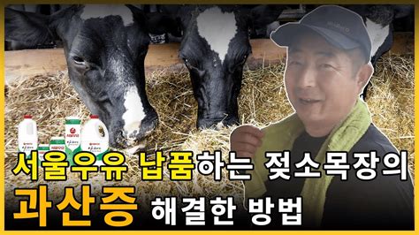 서울 우유 납품하는 양평 수0 젖소 목장 방문기 Youtube