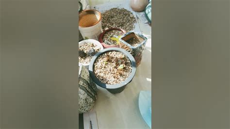 야외걸이대 1월 중순 혹한에 언 다육이 보내고 빈화분들 Youtube