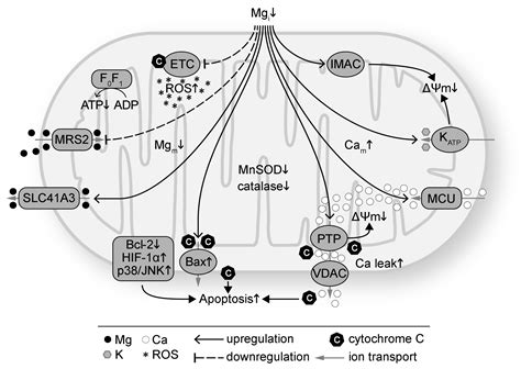 Magnesium Oxidative Stress Inflammation And Cardiovascular Disease