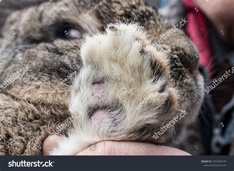 How To Treat Pododermatitis On Dog Paws