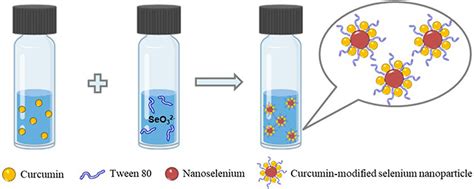 Curcumin Modified Selenium Nanoparticles Improve Cancer Therapy By Reg