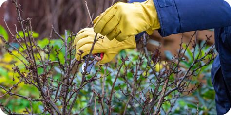 Ayris якісні рослини насіння саджанці добрива Інтернет магазин вашого саду та городу