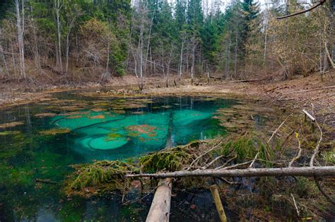 사울라 블루 스프링스 연못 맑은 물과 해초의 고요한 파란색과 녹색 등급 0명에 대한 스톡 사진 및 기타 이미지 0명 강
