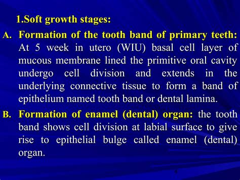 Life Cycle Of The Teeth And Tooth Structure Ppt