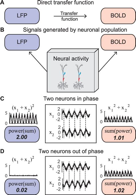 Figure 1 From Neuronal Synchrony And The Relation Between The Blood Oxygen Level Dependent