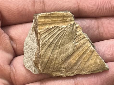 Brachiopod Identification Fossil Id The Fossil Forum