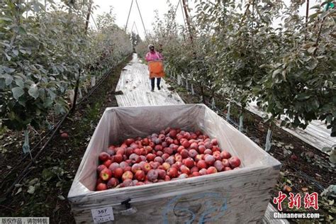 美国可保鲜一年宇宙脆苹果上市 研发 年 新浪图片